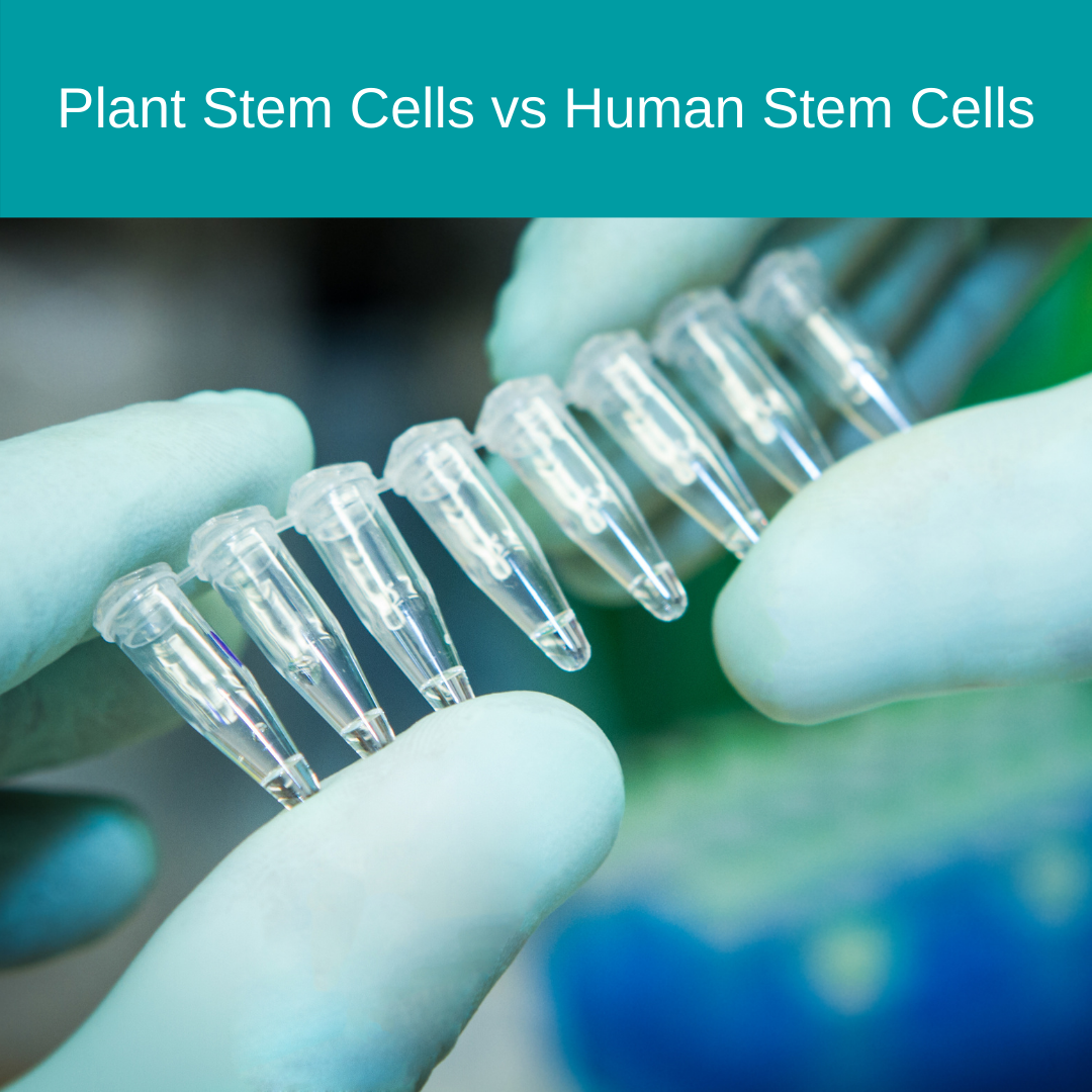Plant Stem Cells vs Human Stem Cells - Christine Byer Esthetics